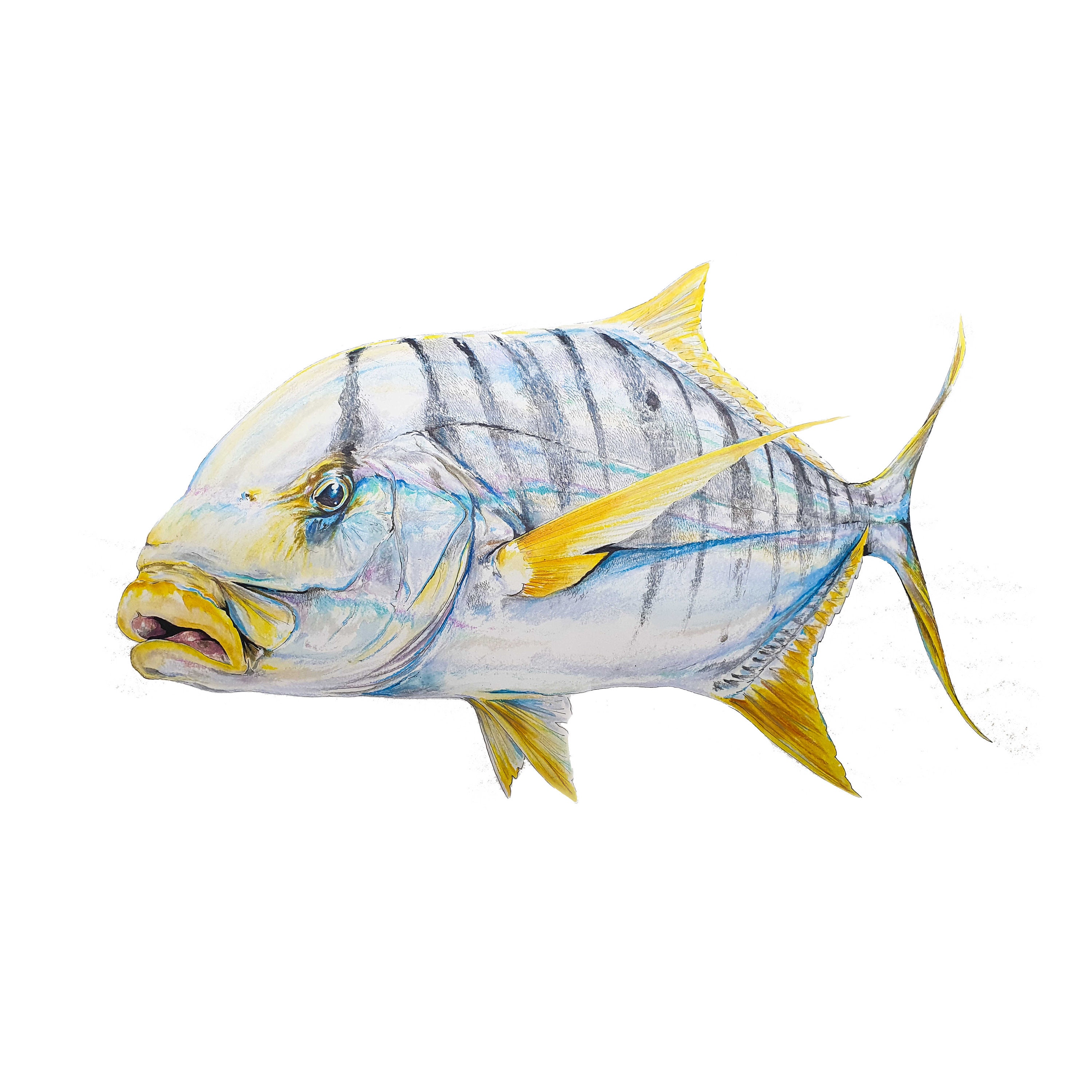 Golden Trevally Illustration Print, Ocean Marine Fish Art (digital ...