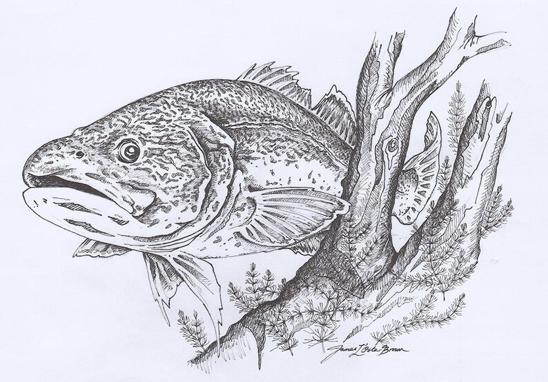 Murray Cod illustration in pen Murray cod fish fish | Etsy