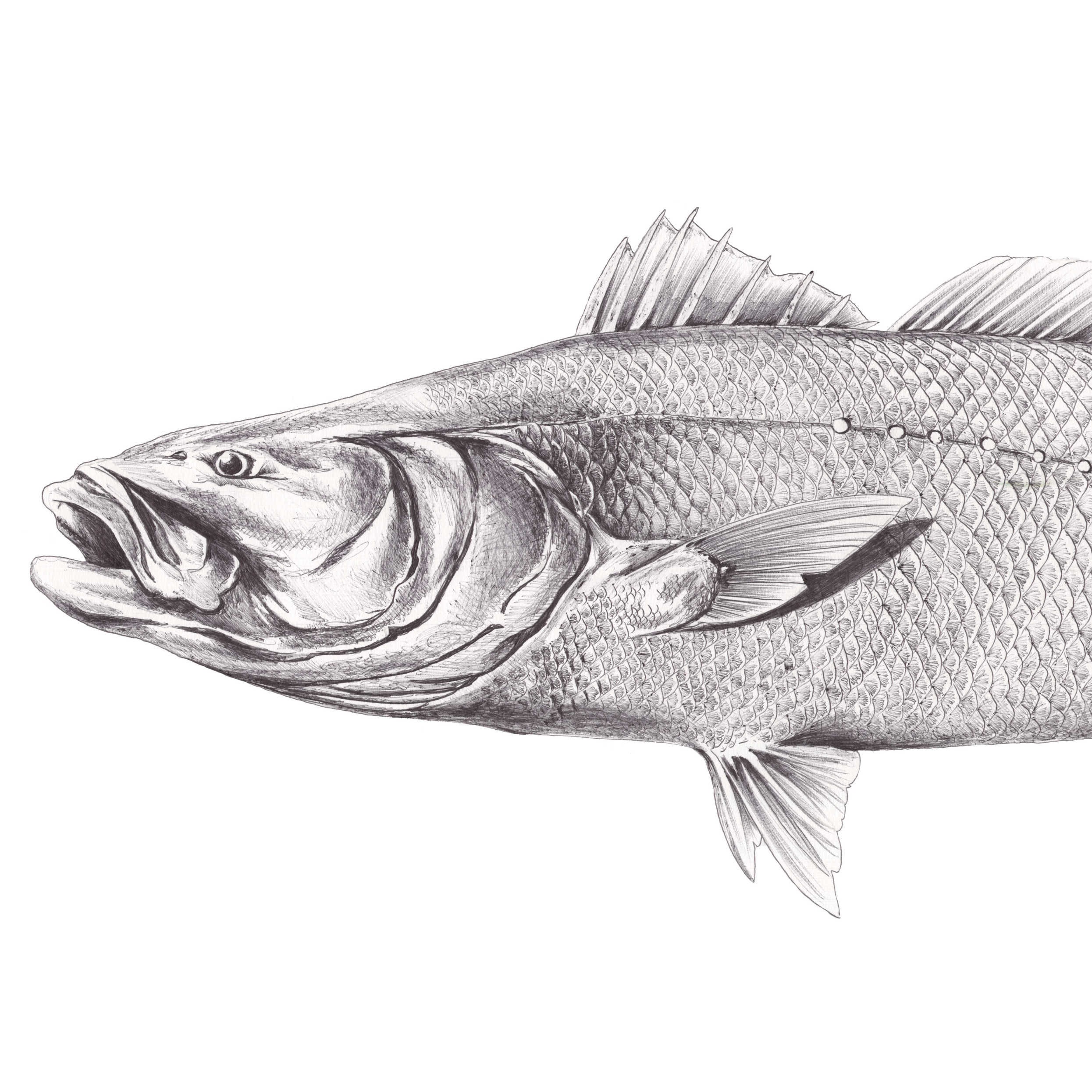 SRA1 Mulloway Print on Linen Paper Black and White Fishart - Etsy Australia