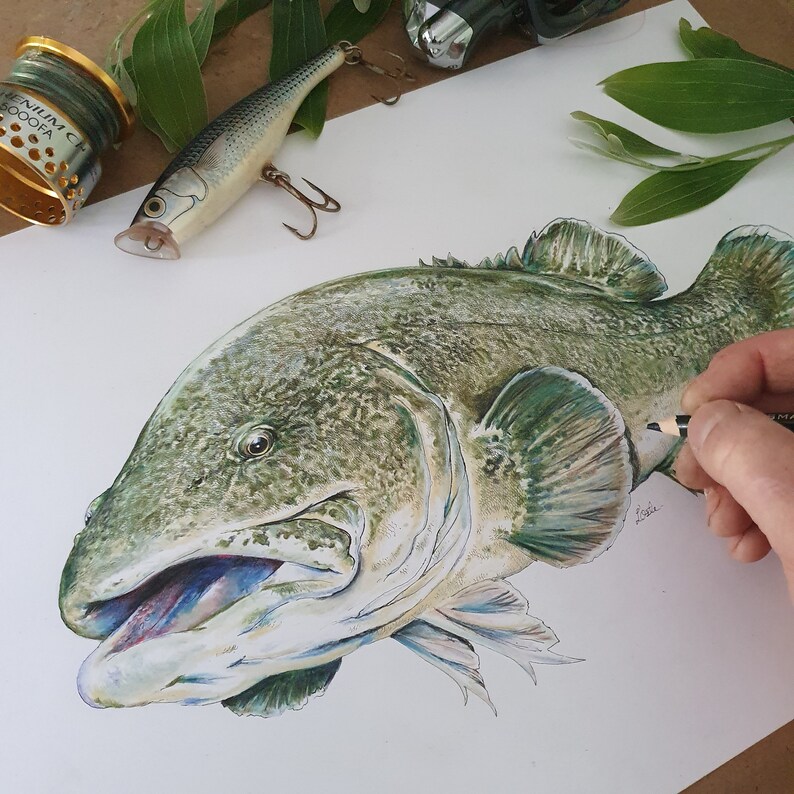 SRA3 Signed Print of Original Murray Cod Illustration by Jimloste.art ...