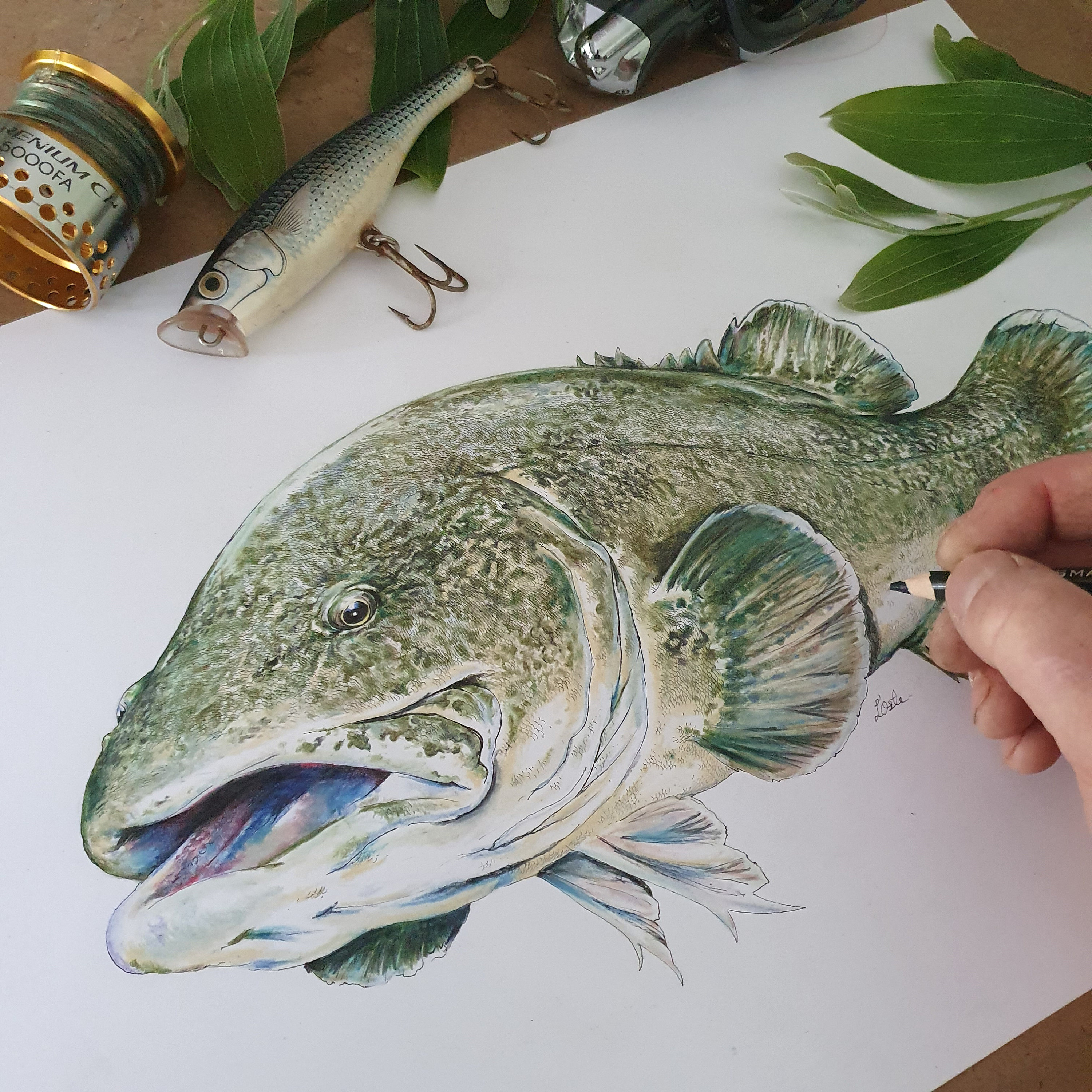 SRA3 Signed Print of Original Murray Cod Illustration by Jimloste.art ...