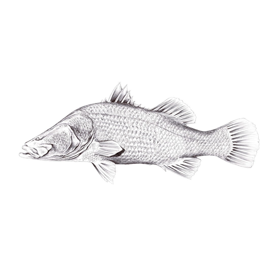 SRA2 Digital Art Print of Barramundi Illustration Pen and Ink Barra ...