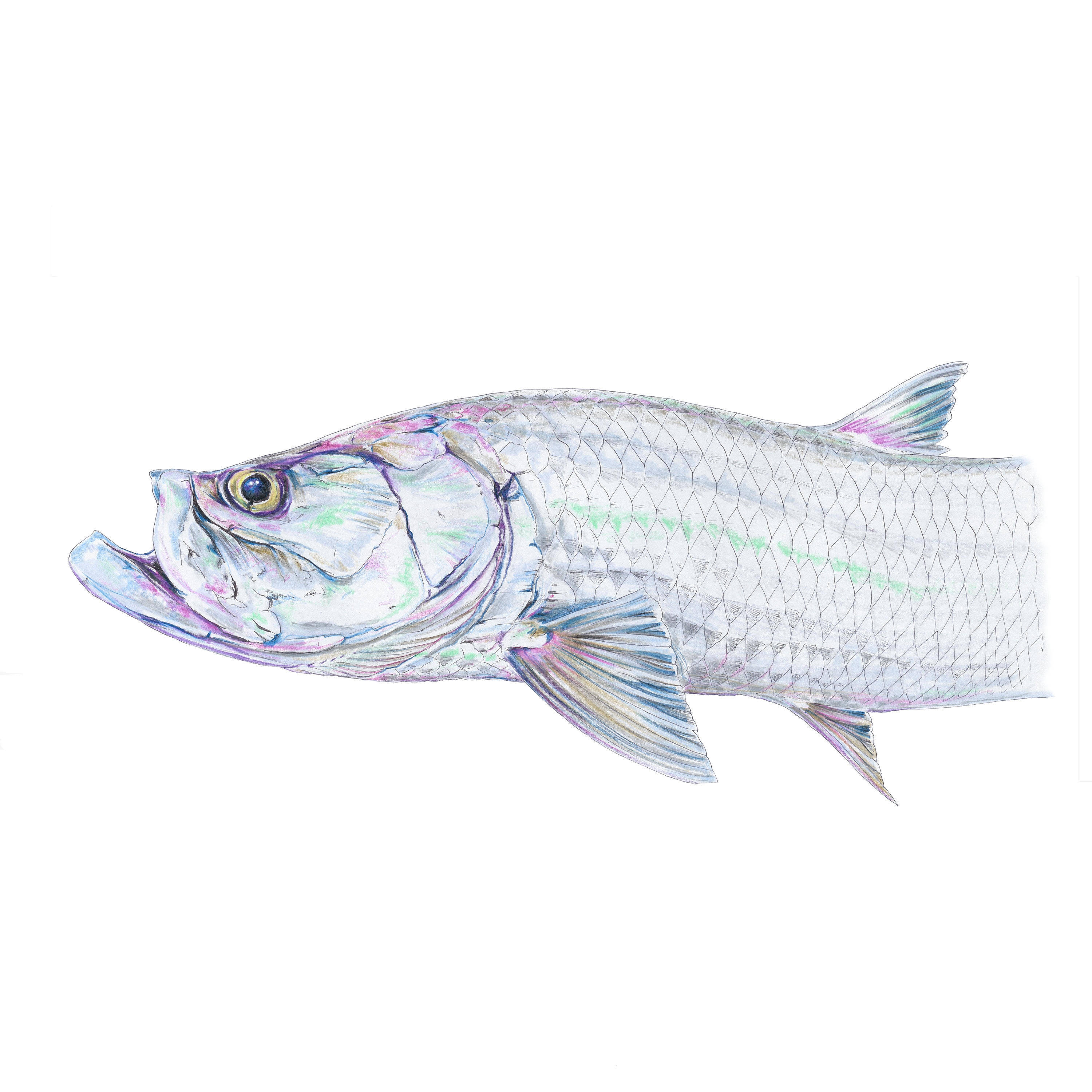 Florida Fish Wall Art - Etsy Australia