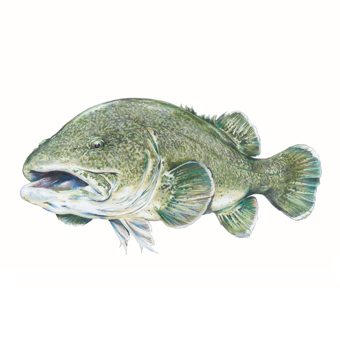 Impresión firmada SRA3 de la ilustración original de Murray Cod por ...