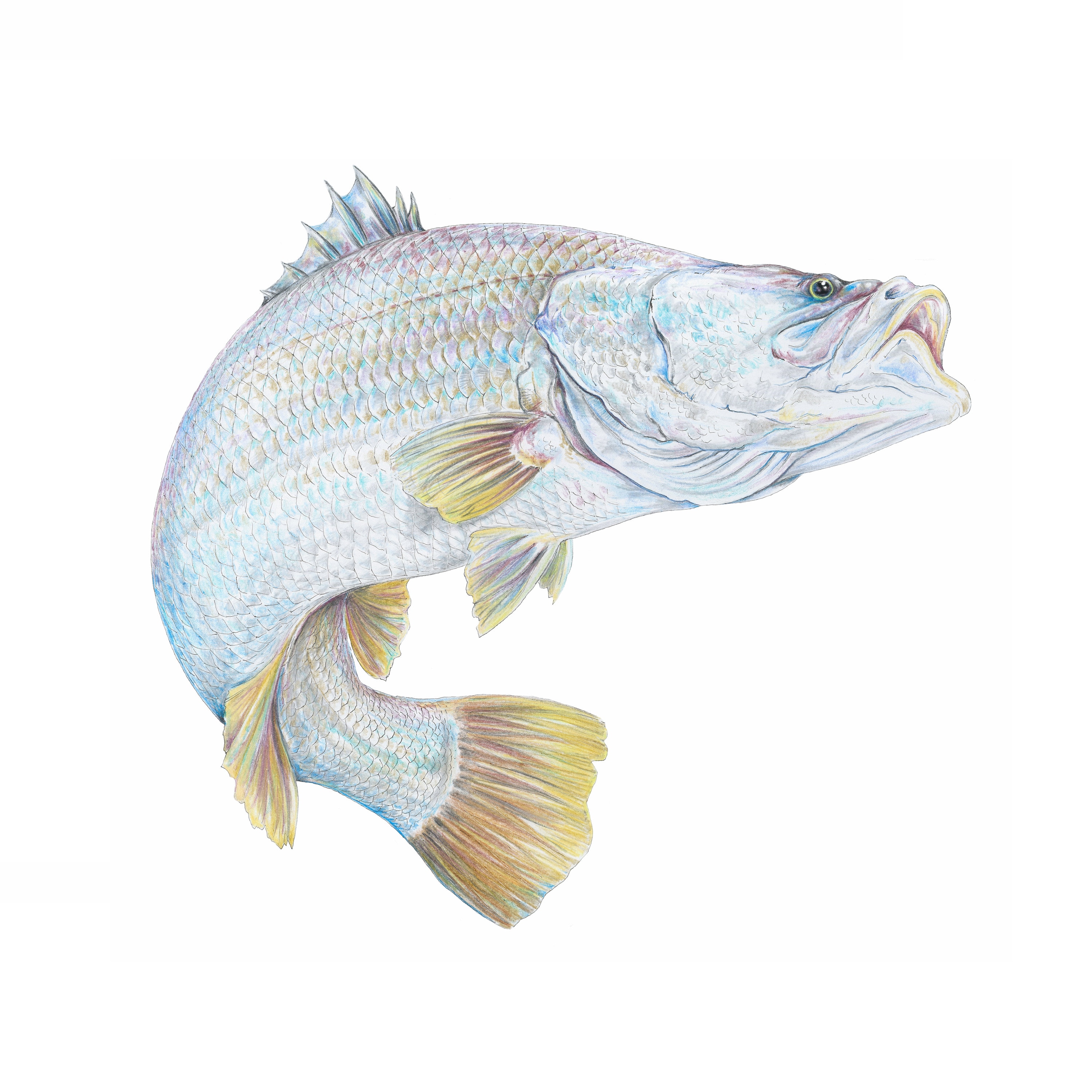 SRA3 Hand Embellished Signed Print of Jumping Barramundi Illustration ...