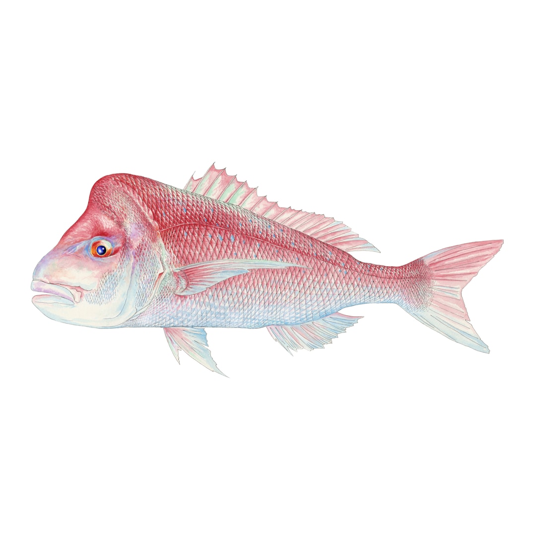 Pink Snapper Art Print: Hand Embellished Fish Illustration - Etsy
