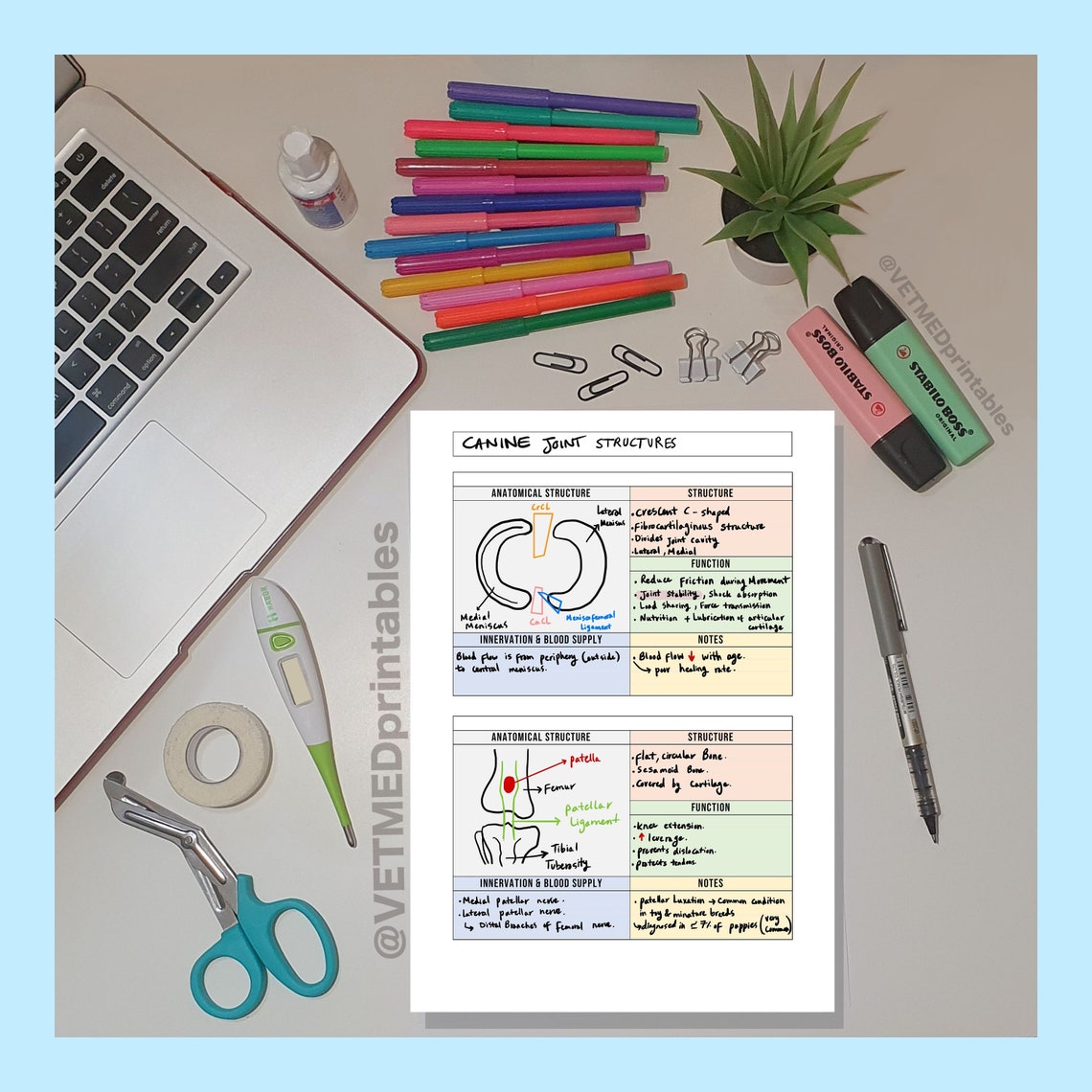 Anatomy Study Note Template for Veterinary Medical & Science - Etsy UK
