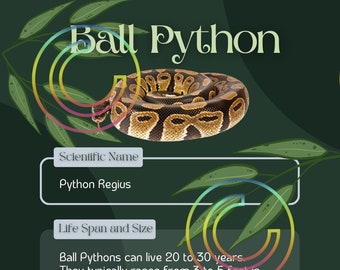 ball python infographic