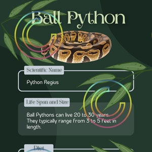 Ball Python Infographic Printable - Etsy