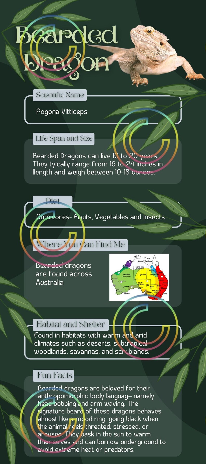 Bearded Dragon Infographic Printable - Etsy