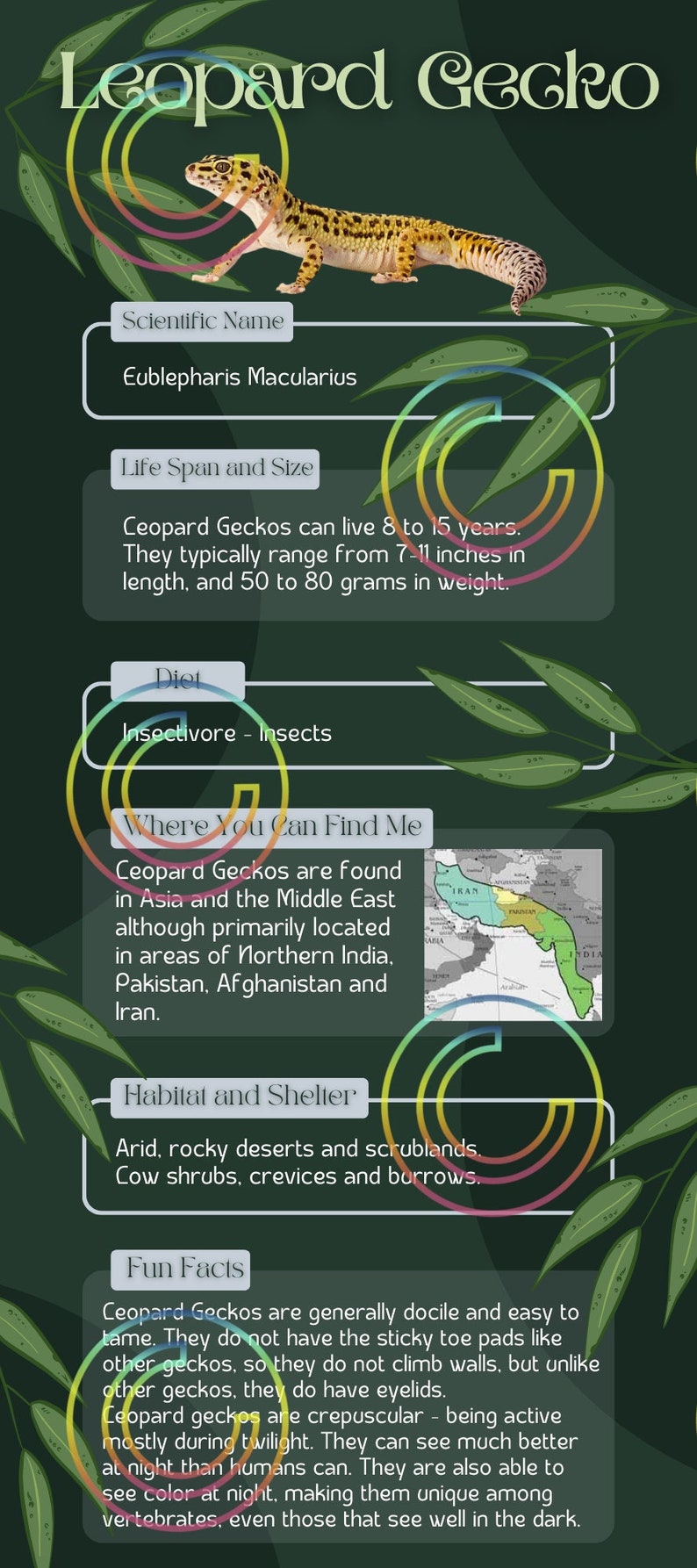 Leopard Gecko Infographic Printable - Etsy