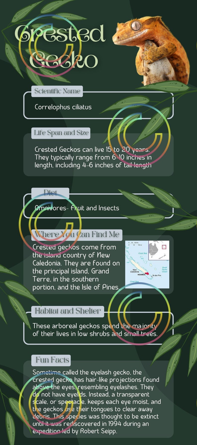 Crested Gecko Infographic Printable - Etsy