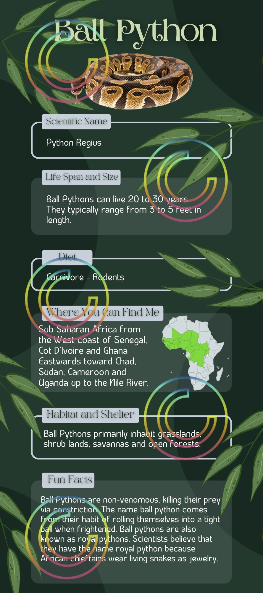 Ball Python Infographic Printable - Etsy