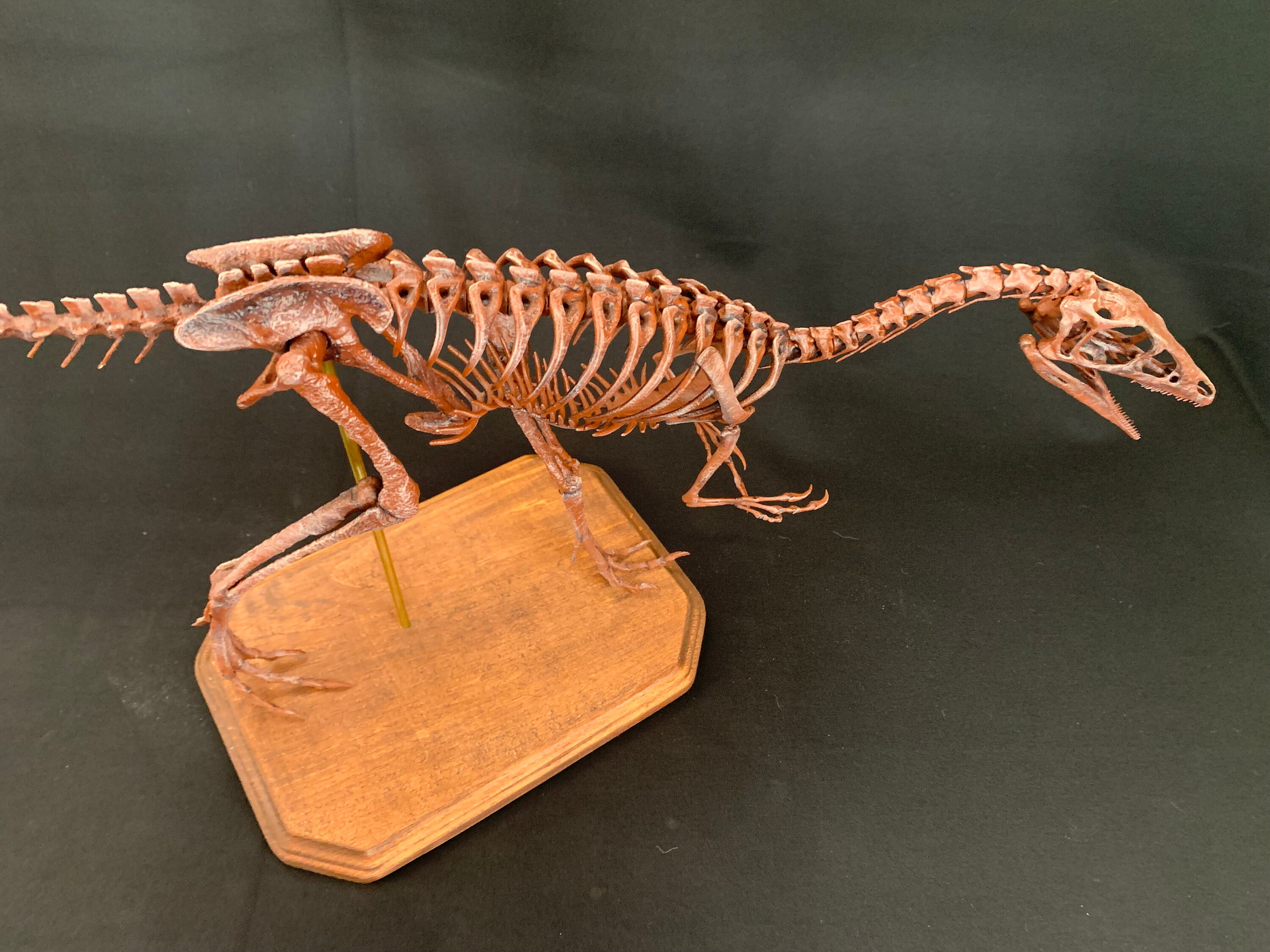 Compy Actual Size Dinosaur Skeleton, 36” Long! Comes Pre-painted With ...
