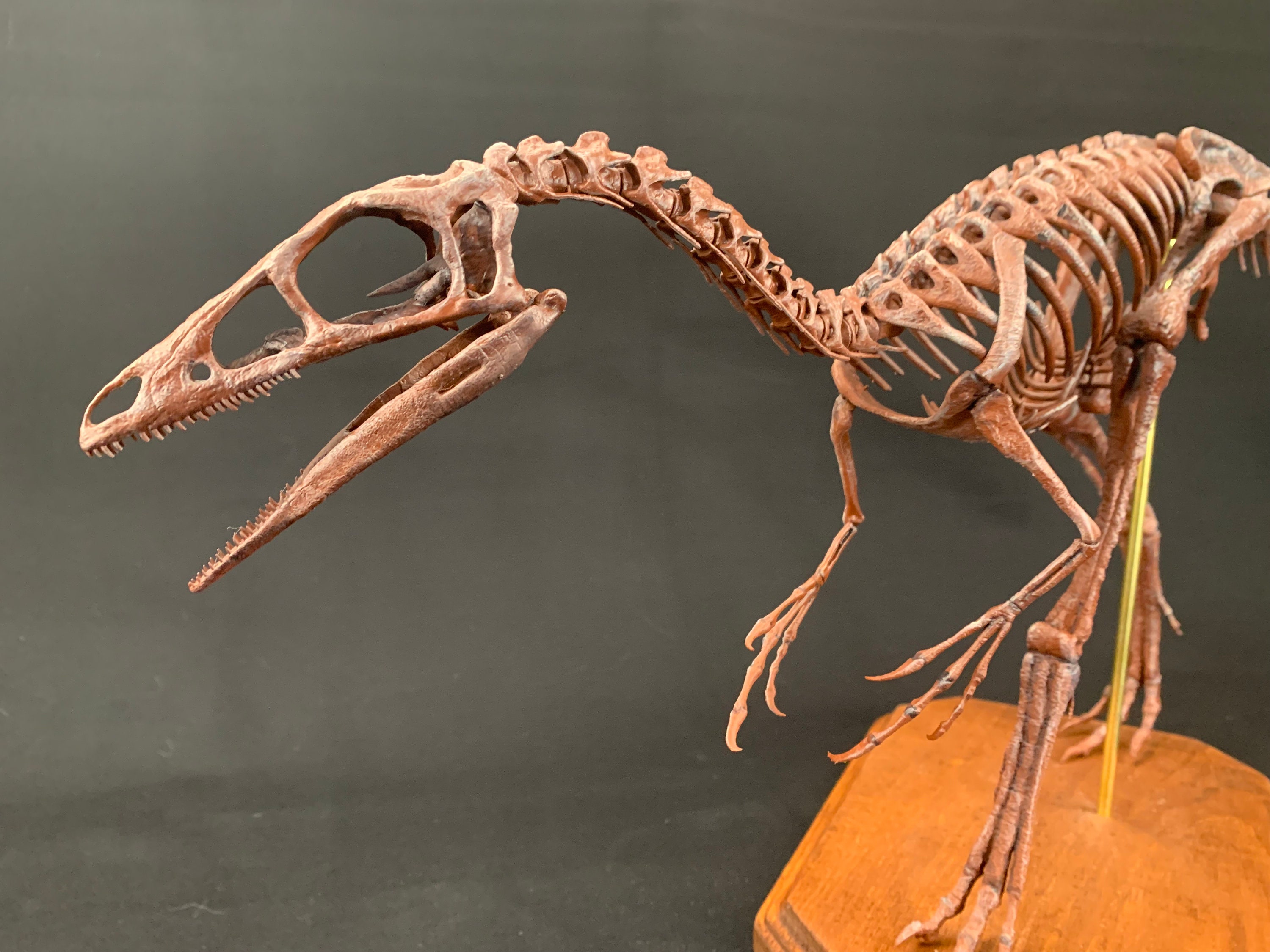 Compy Actual Size Dinosaur Skeleton, 36” Long! Comes Pre-painted With ...