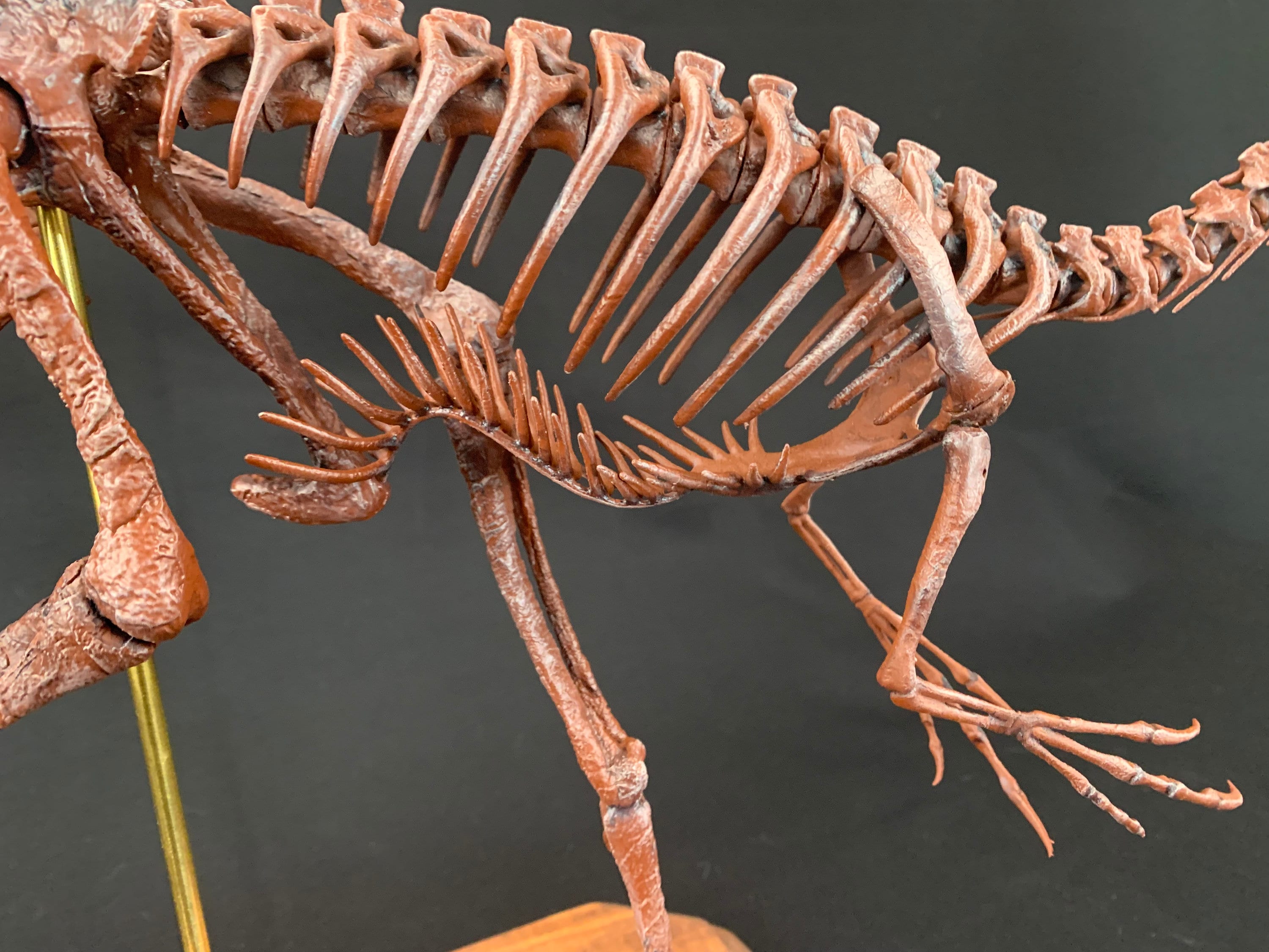 Compy Actual Size Dinosaur Skeleton, 36” Long! Comes Pre-painted With ...