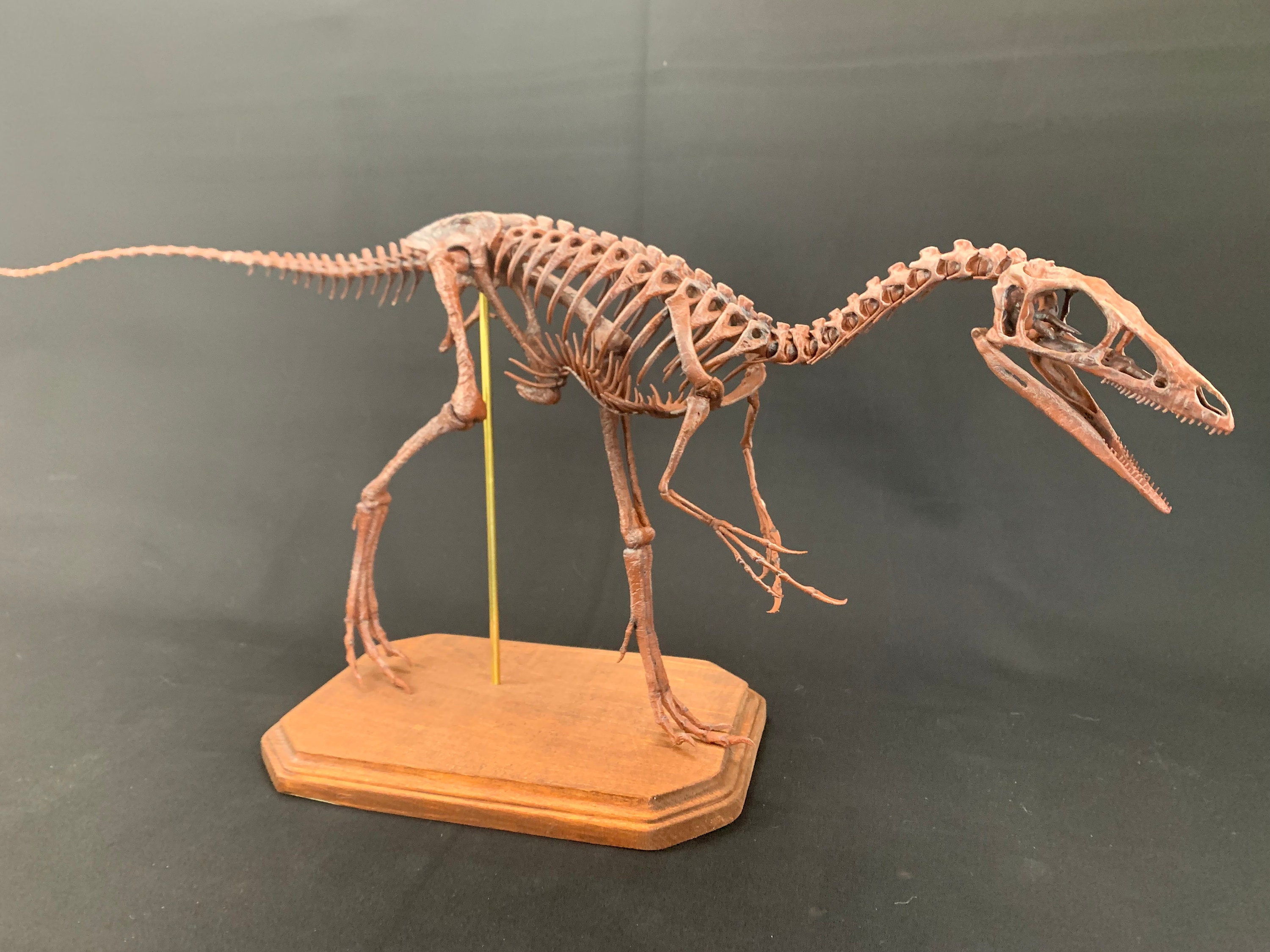 Compy Actual Size Dinosaur Skeleton, 36” Long! Comes Pre-painted With ...