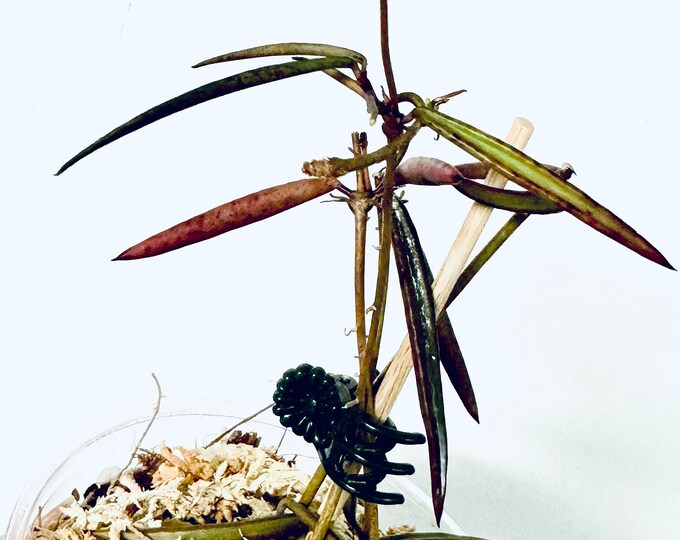 Hoya Acicularis Unique, Beautiful, Freshly Rooted Plants - Etsy