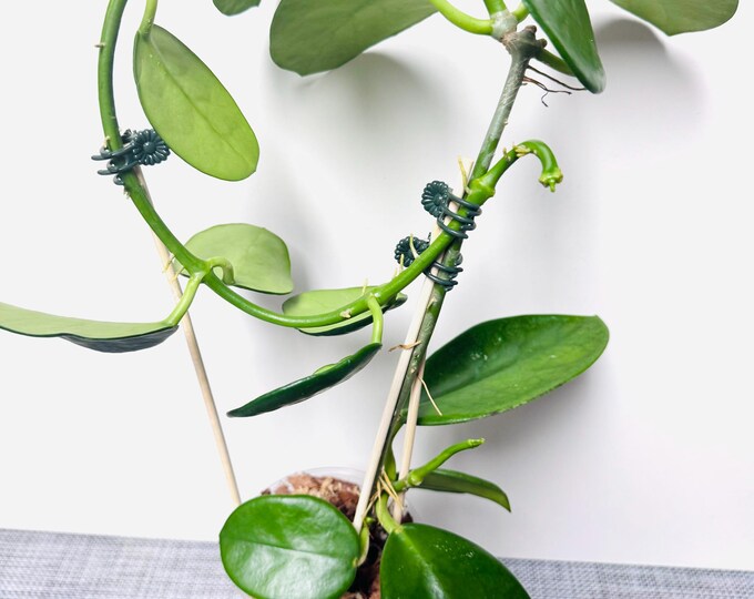Hoya AH 014 Beautiful, Very Large, Well Rooting Plant - Etsy