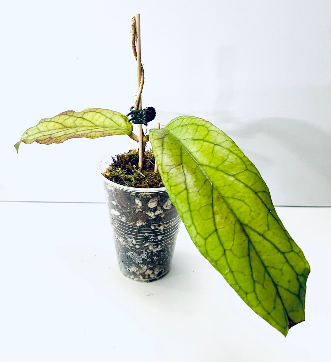 Hoya Goldeneye Large Beautiful Well Rooting Plant - Etsy