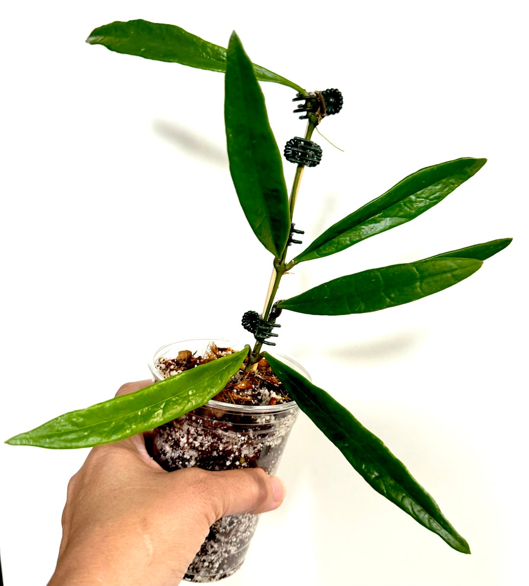 Hoya Sulawesiana Large, Beautiful Well Rooting Plant - Etsy