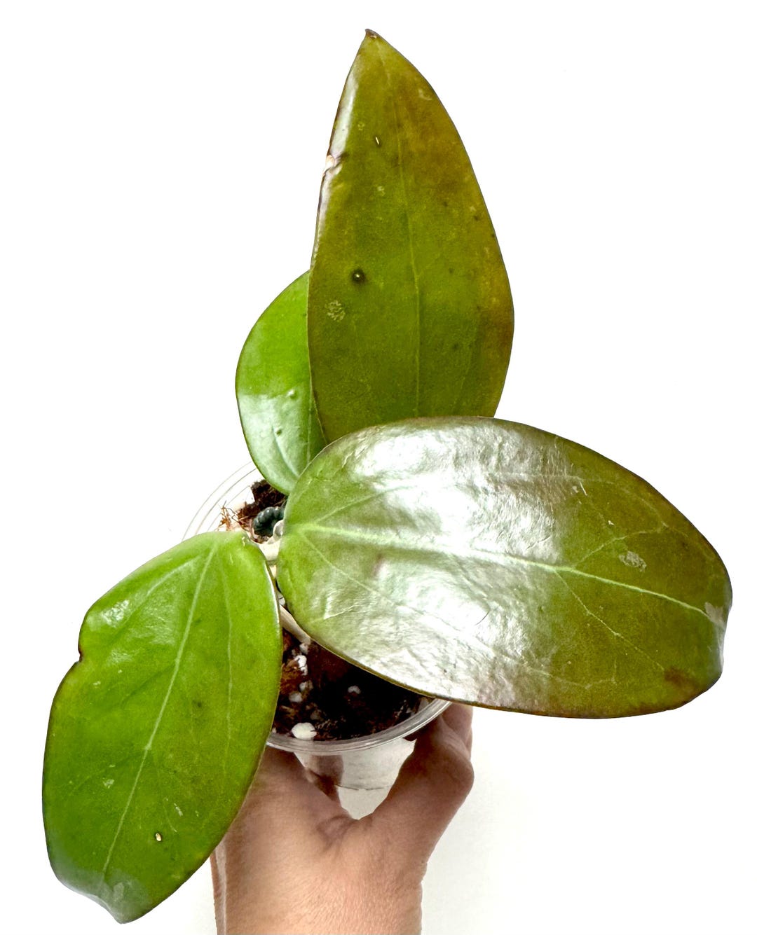 Hoya Verticillata Chiang Rai Large, Beautiful, Well Rooting Plant - Etsy