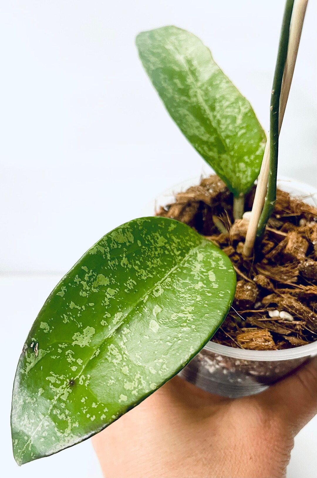 Hoya Rime Splash Large Beautiful Well Rooting Plant - Etsy