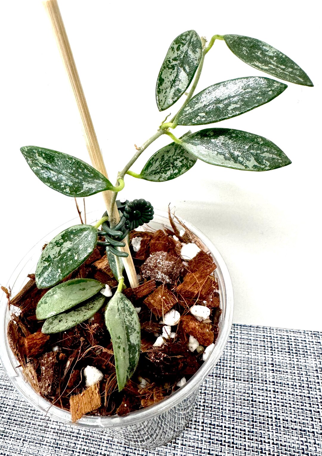 Hoya Lima Splash Large, Beautiful Well Rooting Plant - Etsy