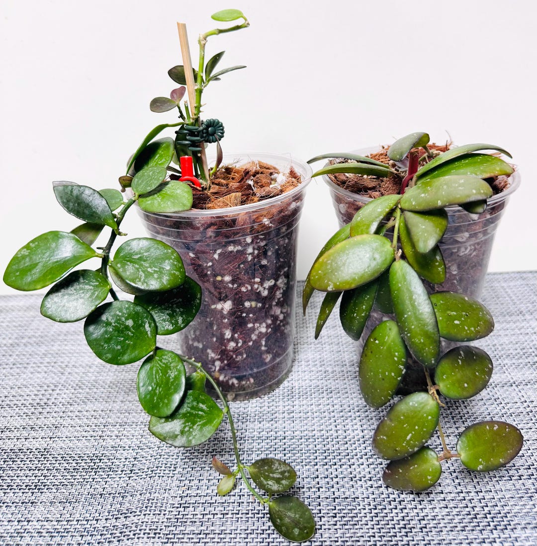 Combo Offer: Hoya Collina Splash and H. GPS 7240 Large, Beautiful, Well ...