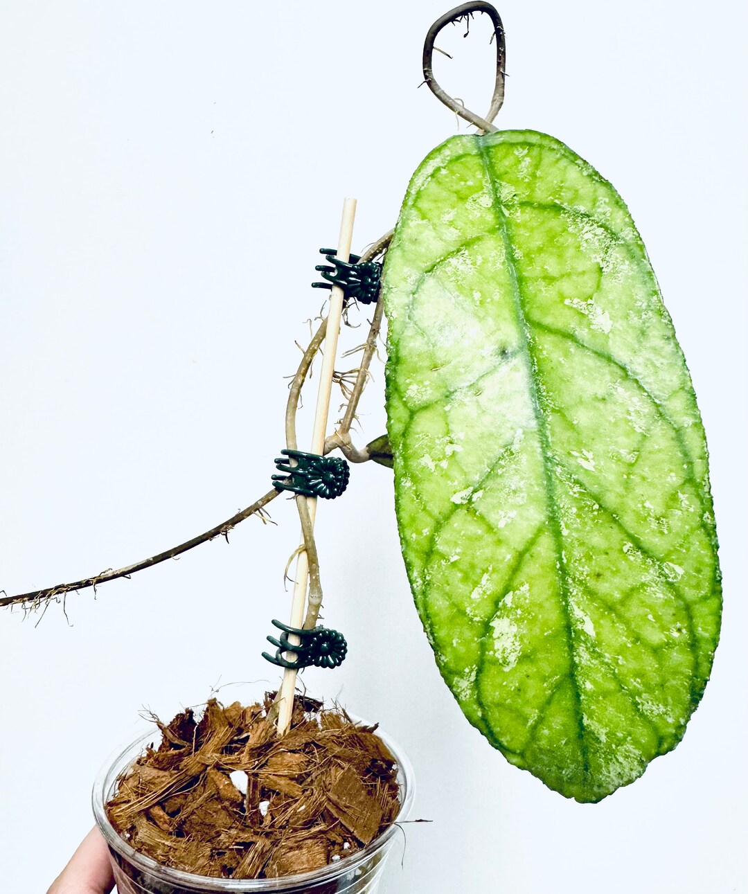 Hoya Bahoi Large, Beautiful Well Rooting Plant - Etsy