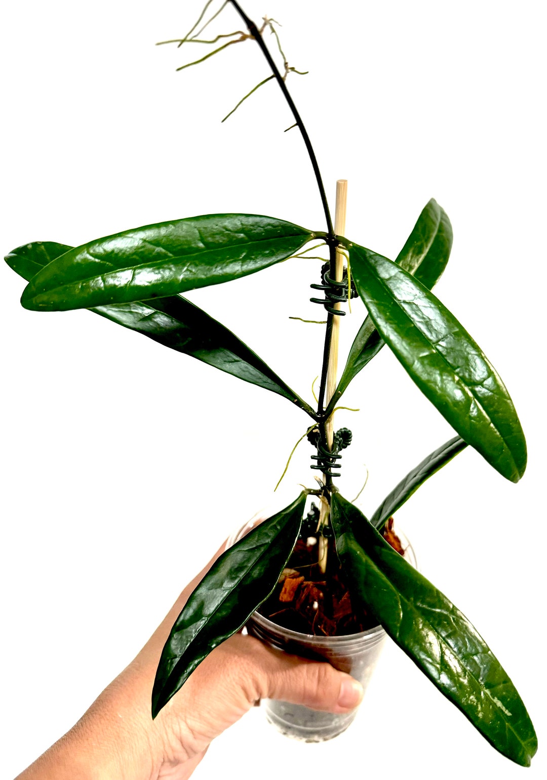 Hoya Sulawesiana Large, Beautiful Well Rooting Plant - Etsy