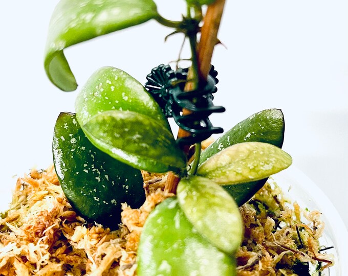 Hoya VL09 Beautiful, Well Rooting Plant - Etsy