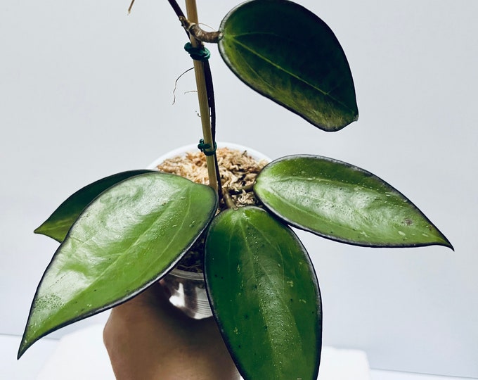 Hoya Verticillata Chiang Rai Large Rooting Well Cutting - Etsy