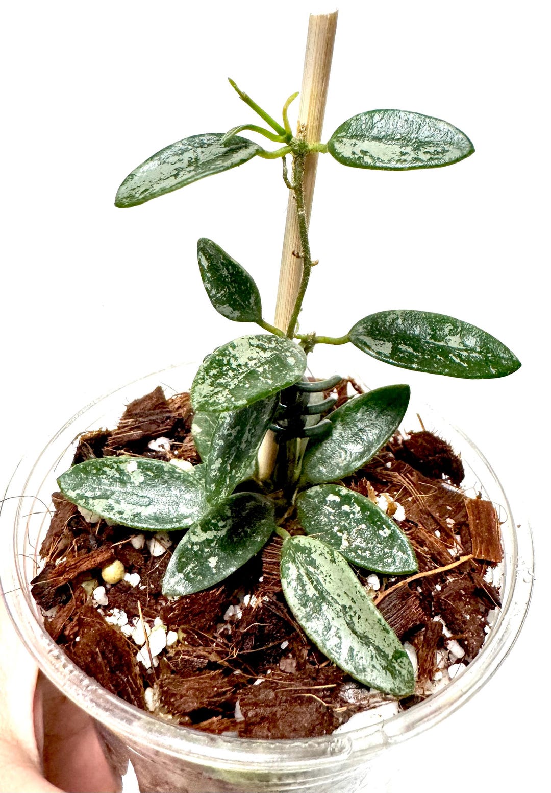 Hoya Lima Splash Beautiful, Well Rooting Plant - Etsy