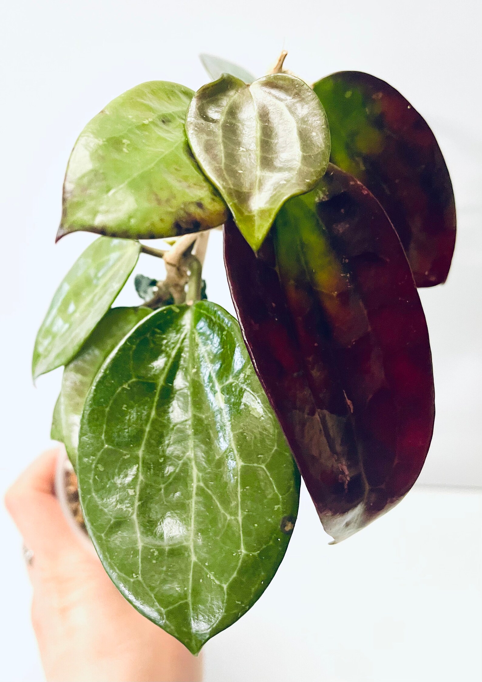 Hoya Hanhiae Pink Large Beautiful Well-rooting Plant - Etsy