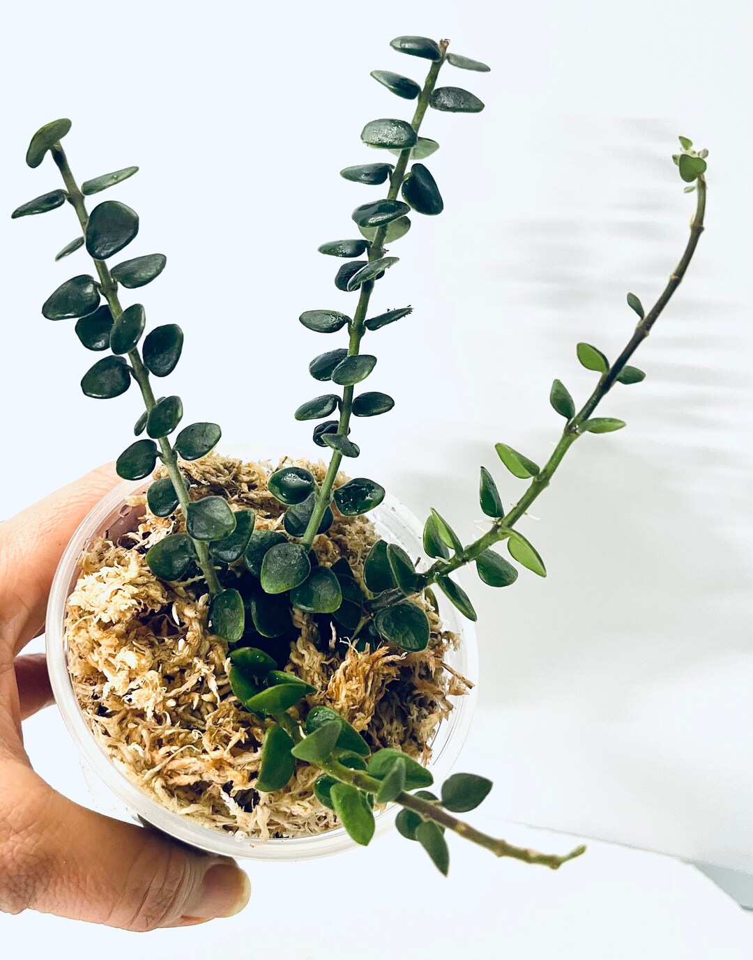 Hoya Chinghungensis Large Beautiful Well-rooting Plant s - Etsy