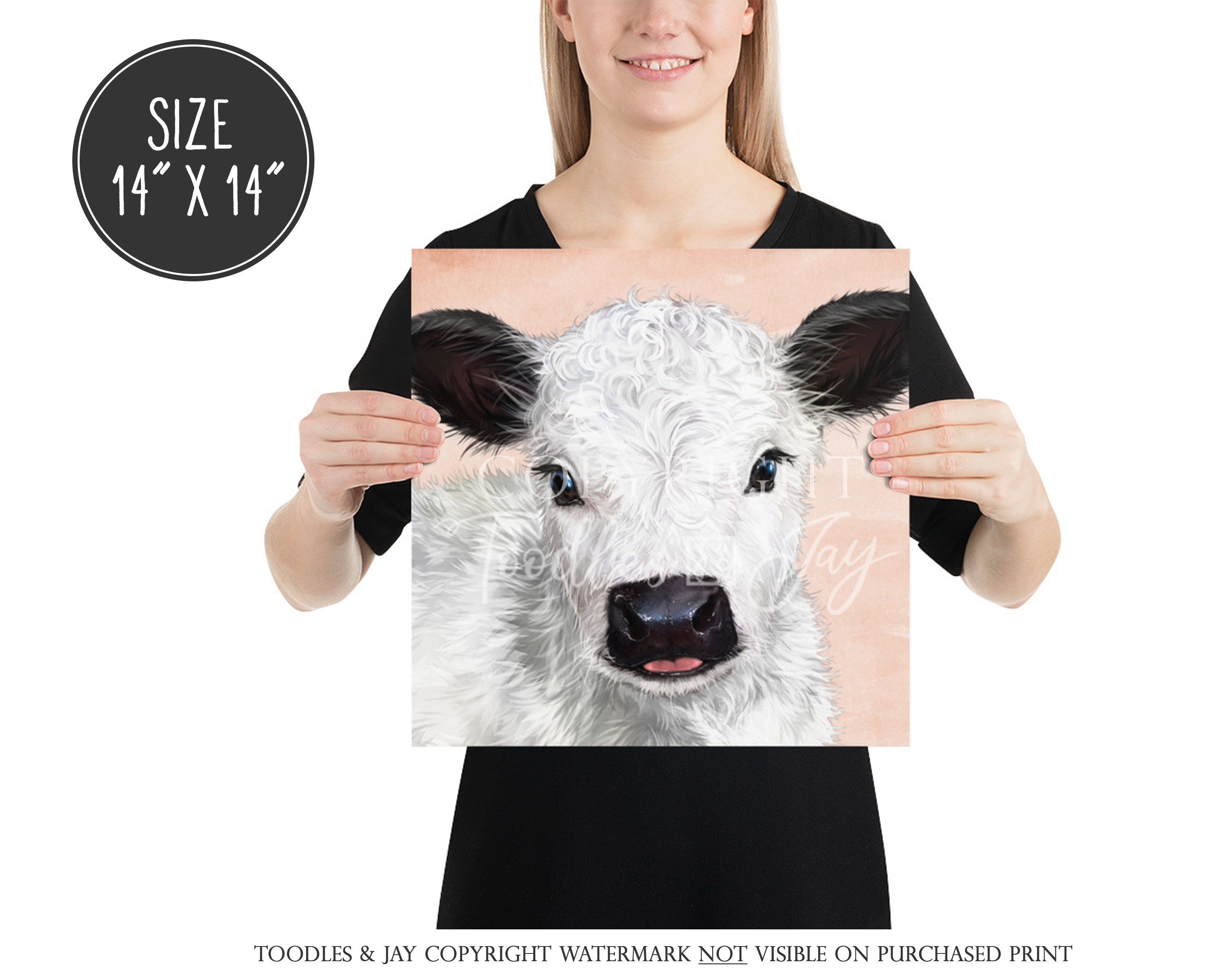 Miniature White Galloway Calf Art Print White Calf Painting - Etsy