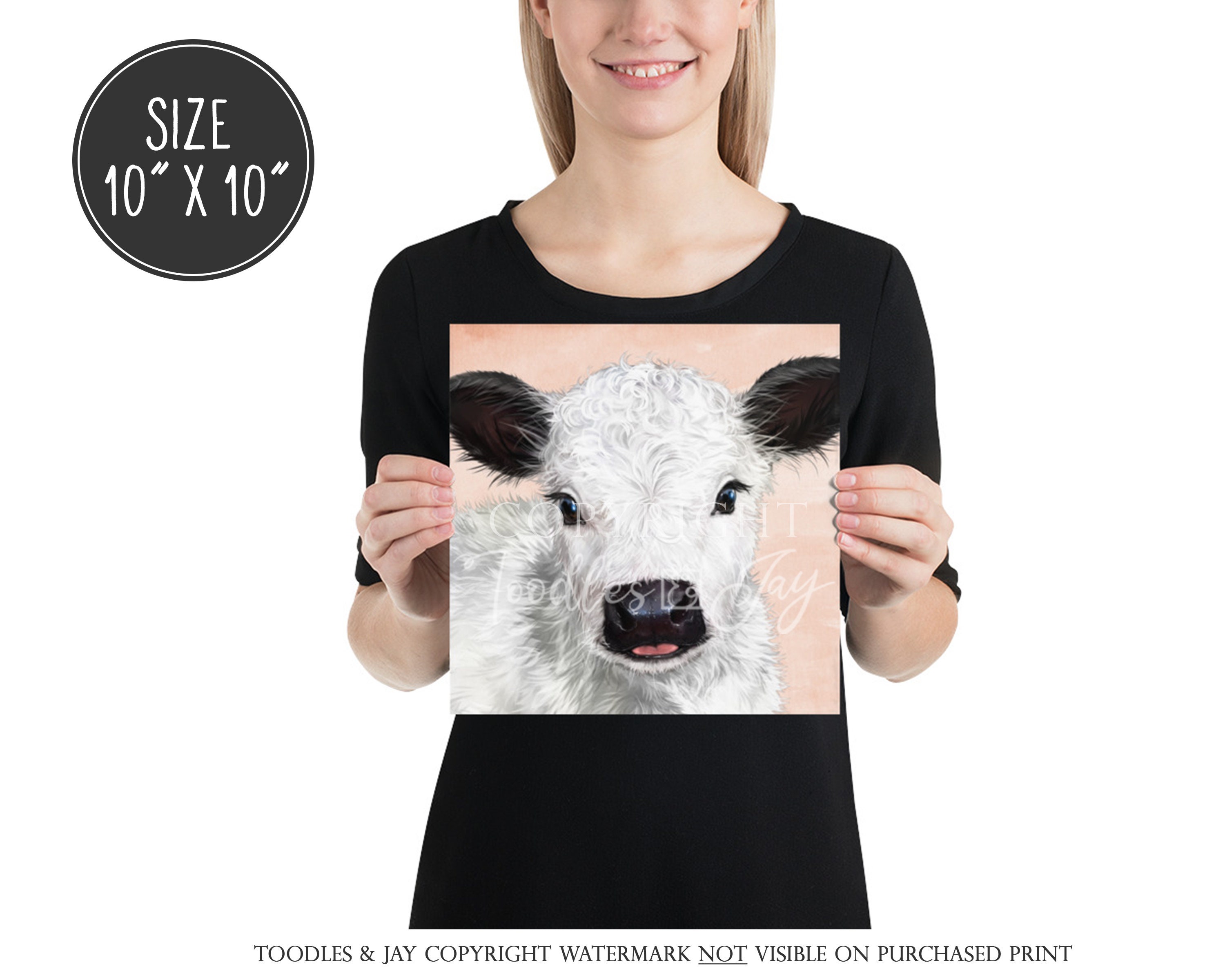 Miniature White Galloway Calf Art Print White Calf Painting - Etsy