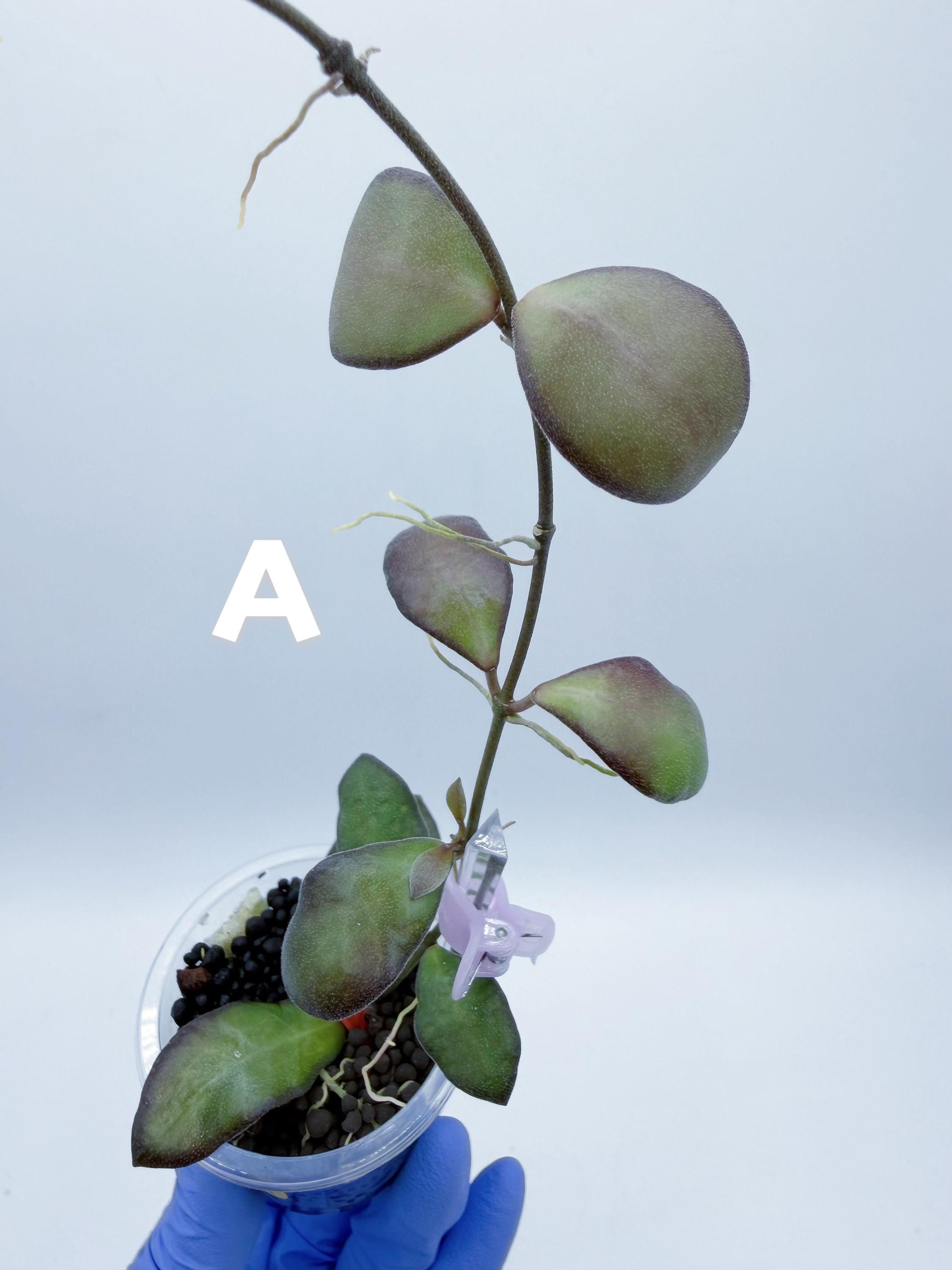 Hoya Bilobata （aka Hoya Panchoi ） / Rooted - Etsy
