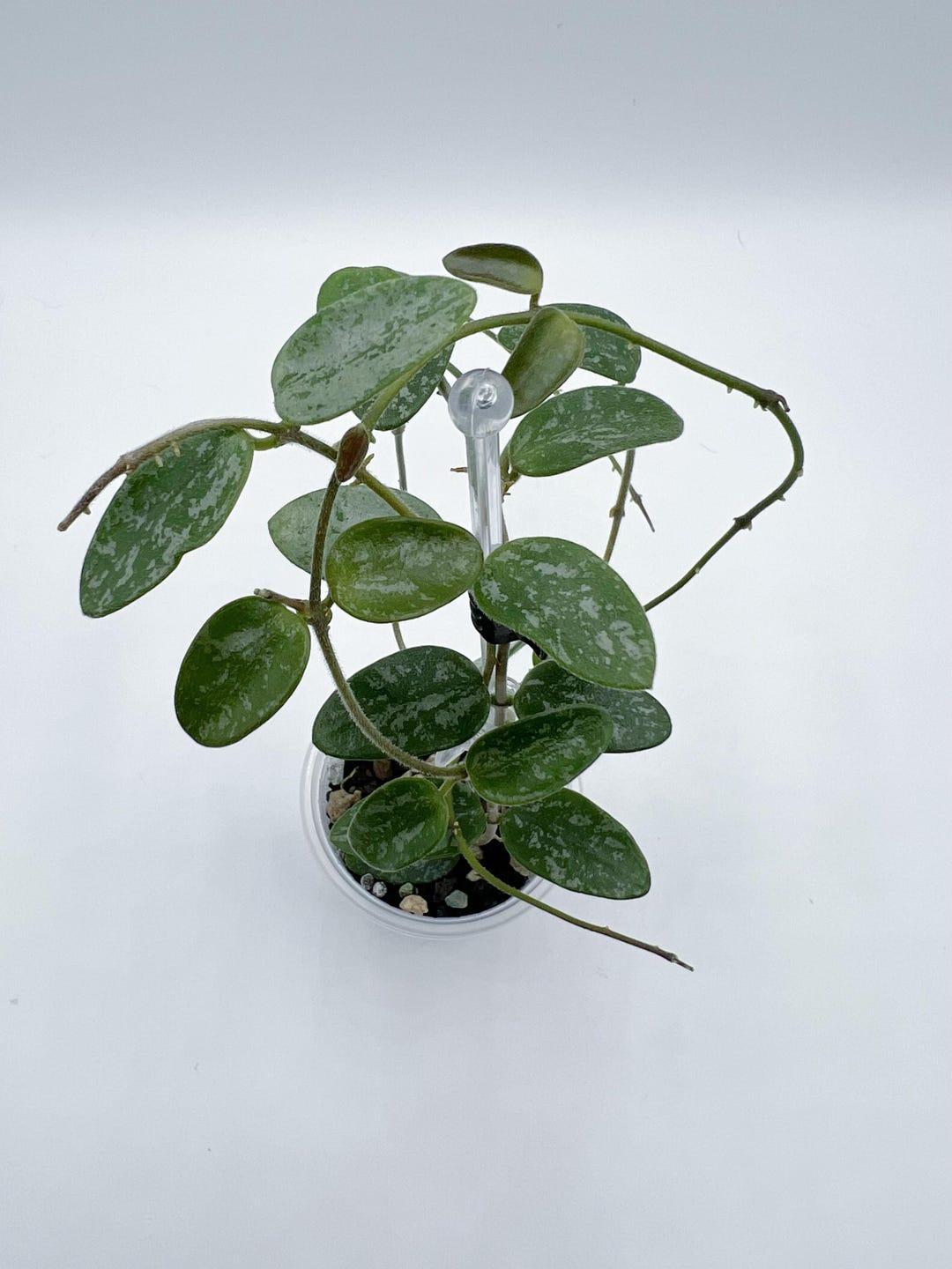 Hoya Lima Splash / Rooted - Etsy