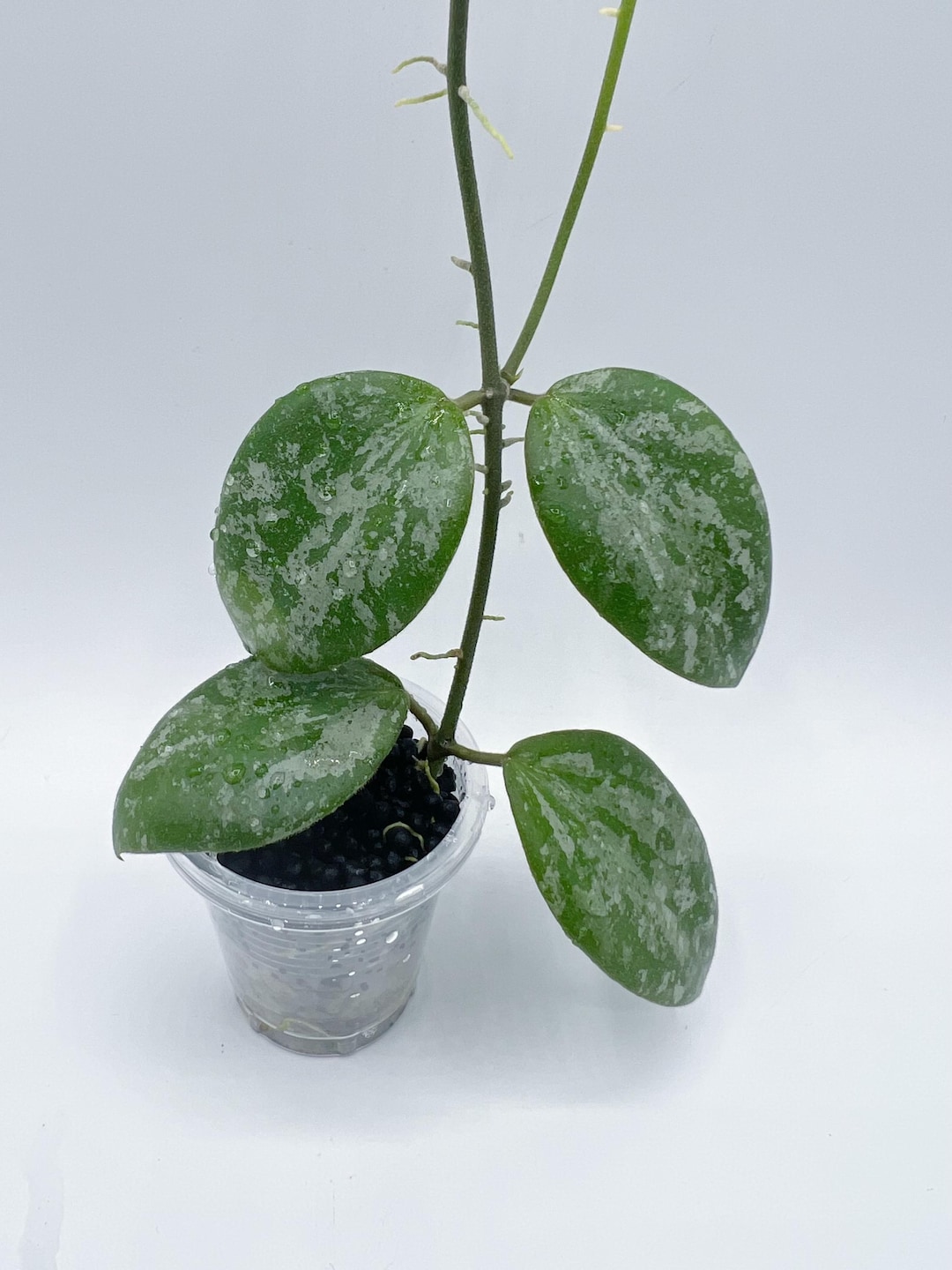 Hoya Collina Noid /rare / Actively Growing - Etsy