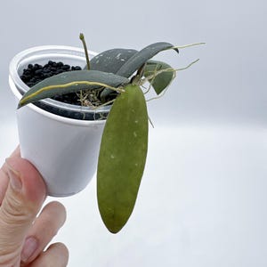 Hoya Sp Sabah Dragonfly EPC960 / Rooted - Etsy