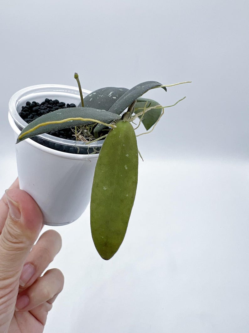Hoya Sp Sabah Dragonfly EPC960 / Rooted - Etsy