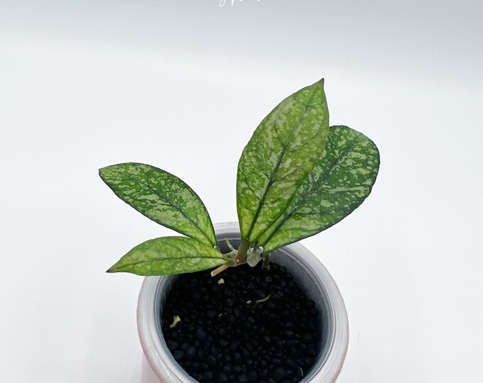 Hoya Crassipetiolata Splash /rare /rooted Cutting - Etsy