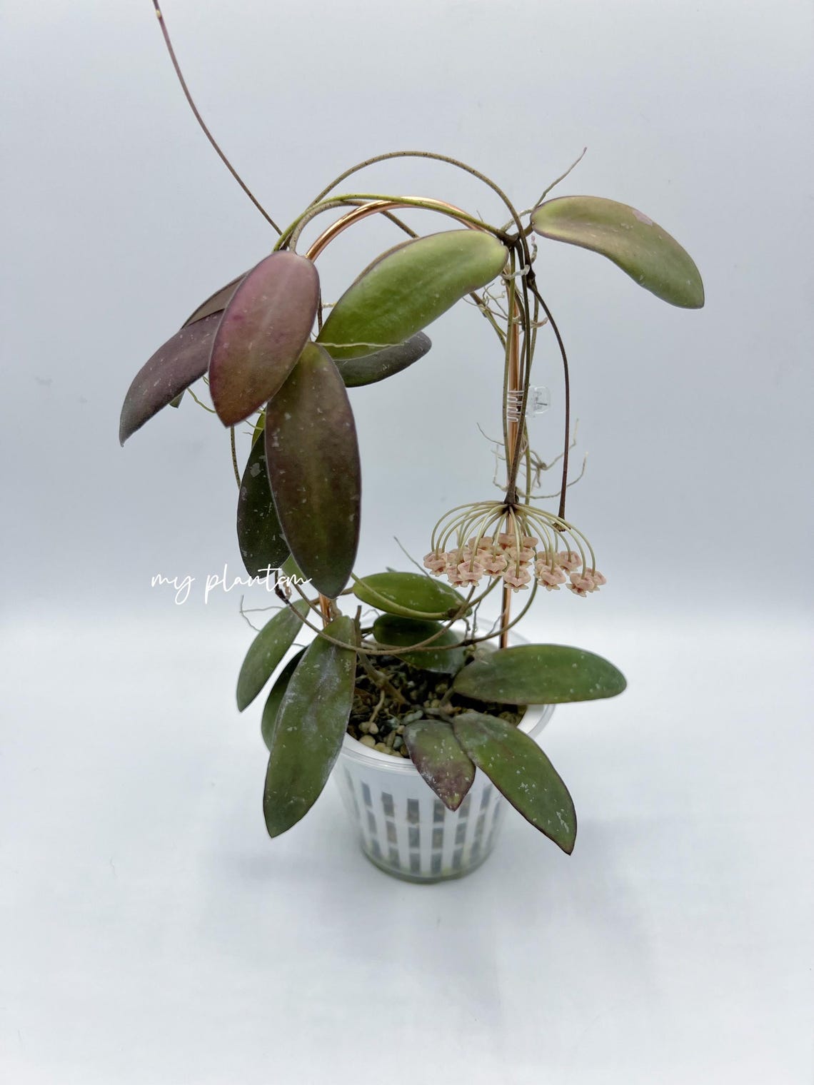Hoya Sp Sabah Dragonfly EPC960 / Rooted - Etsy