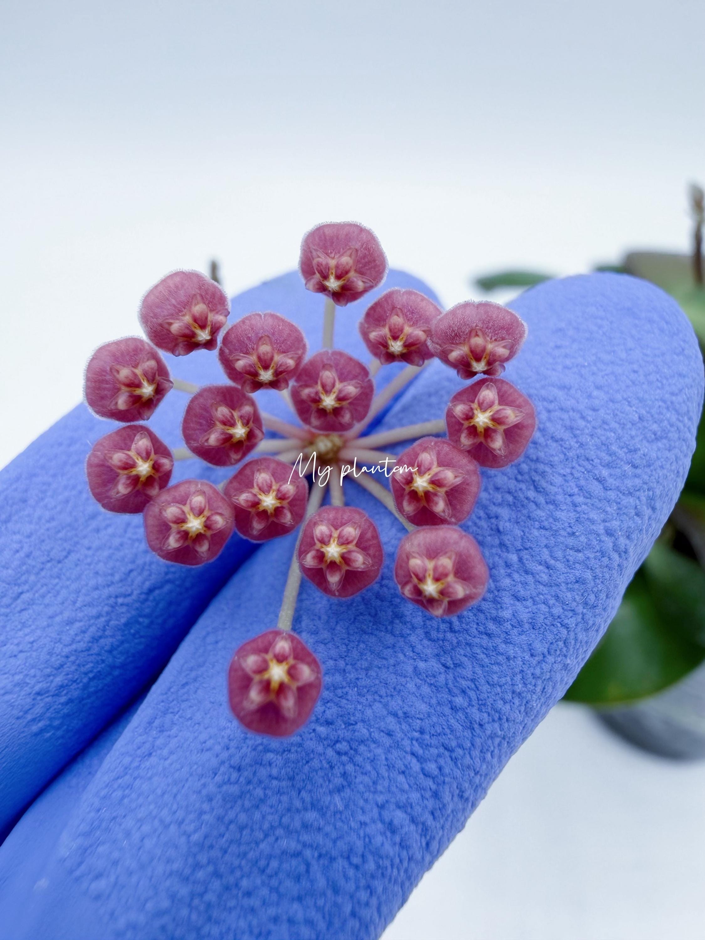 Hoya Bilobata （aka Hoya Panchoi ） / Rooted - Etsy