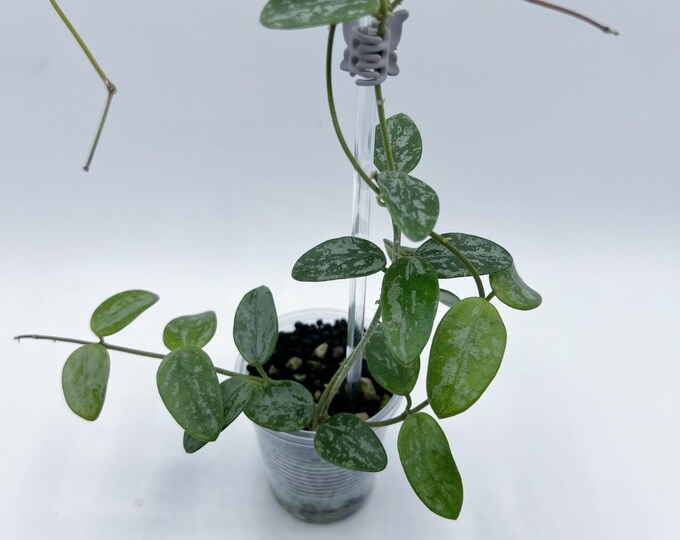 Hoya Lima Splash W Peduncle / Rare/ Lightly Rooted - Etsy