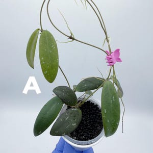 Hoya Sp Sabah Dragonfly EPC960 / Rooted - Etsy