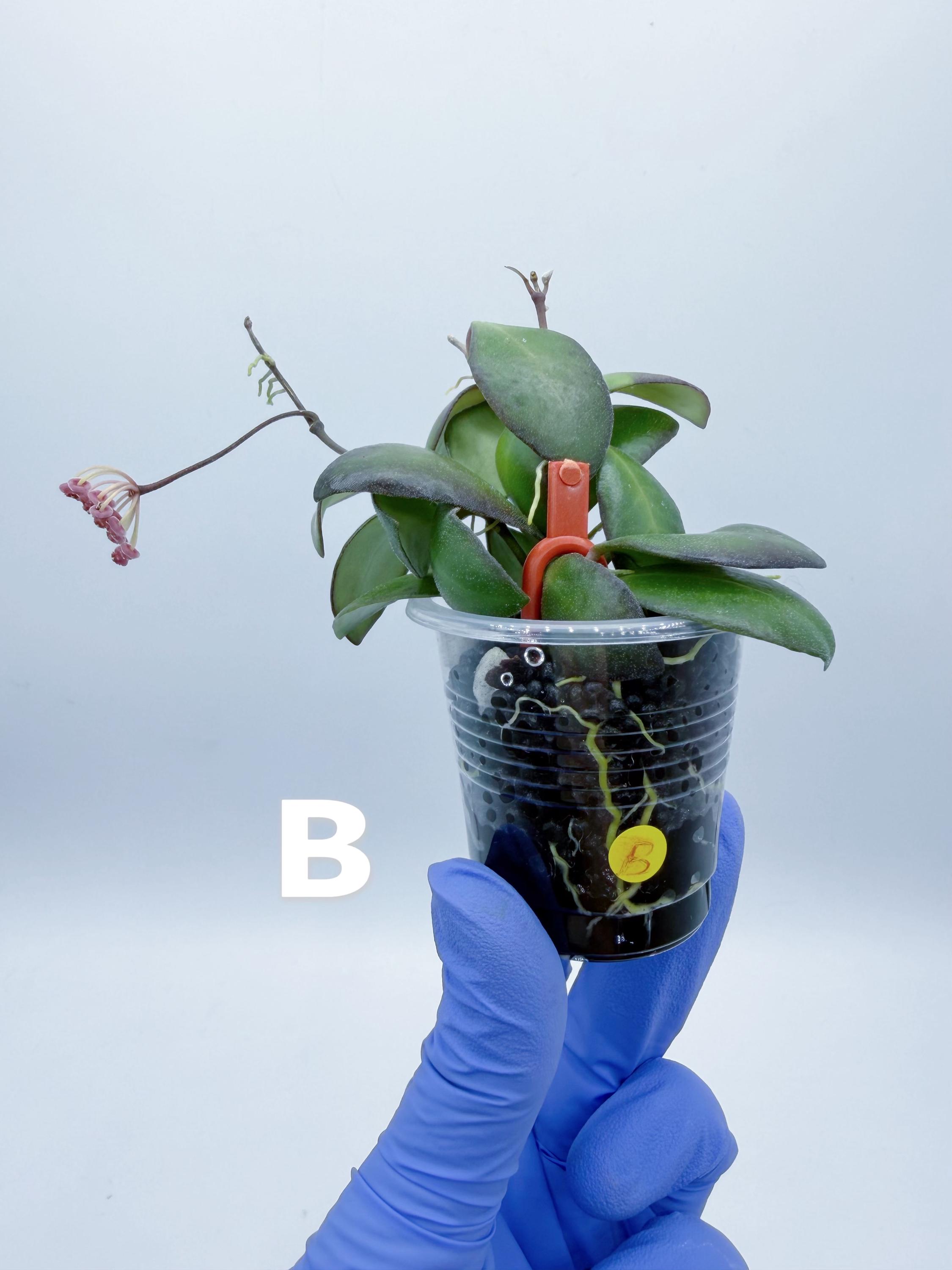 Hoya Bilobata （aka Hoya Panchoi ） / Rooted - Etsy