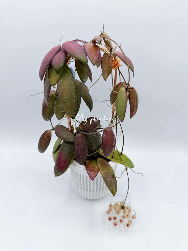 Hoya Sp Sabah Dragonfly EPC960 / Rooted - Etsy